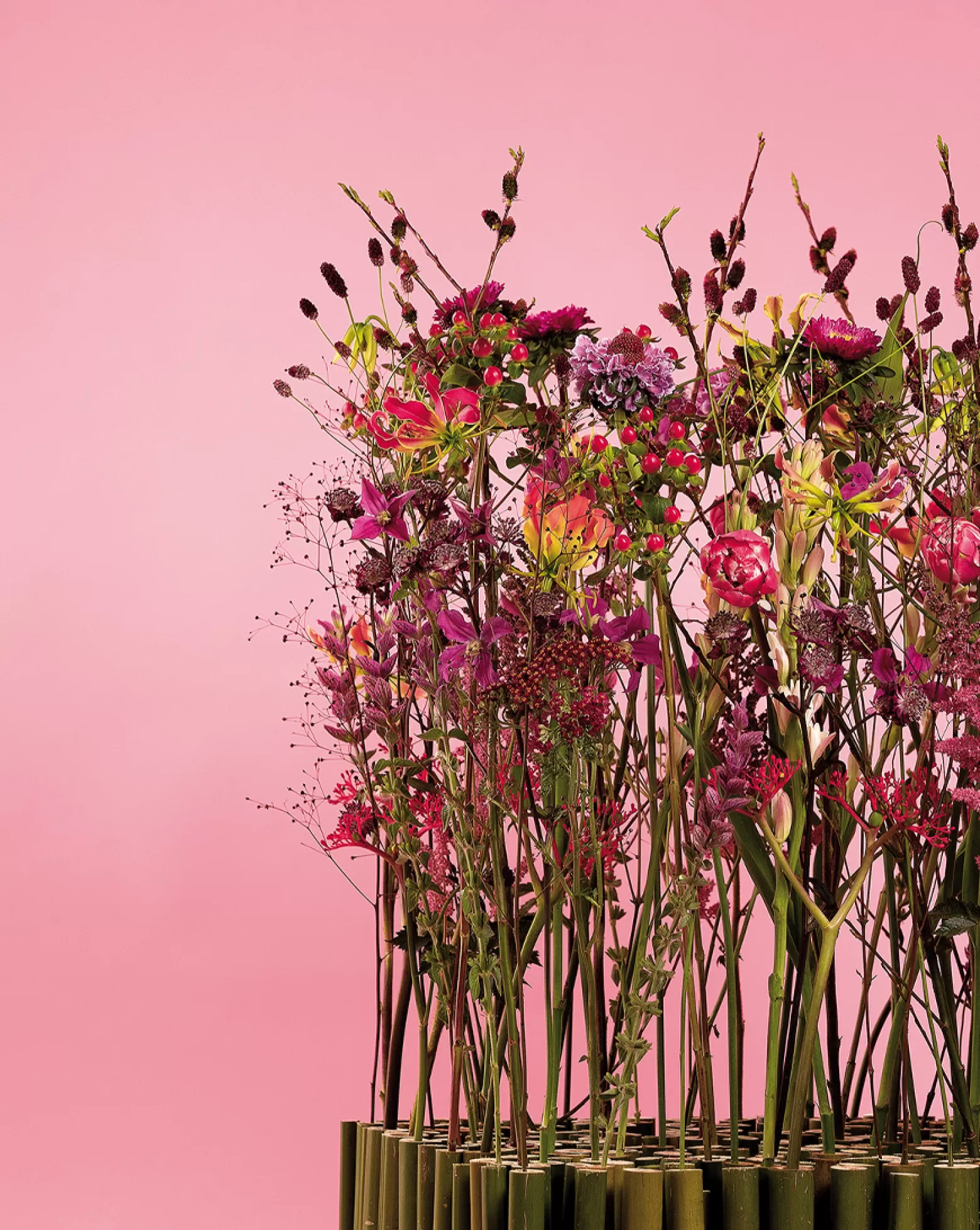 Hypericum Tomato Flair® | Marginpar